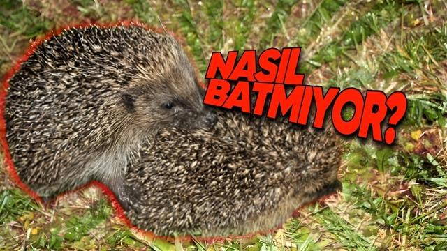 Sipsivri Dikenlere Sahip Kirpiler Nasıl Çiftleşebiliyor? (Bugünlük Bu ...