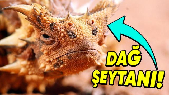 Dikenli Şeytan Olarak Bilinen Canlı Hangi Özelliklere Sahip? - Webtekno ...