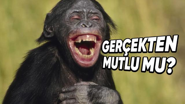 Hayvanlar da İnsanlar Gibi Gülümseyip Kahkaha Atıyor mu? - Webtekno – Güncel Teknoloji Haberleri ...